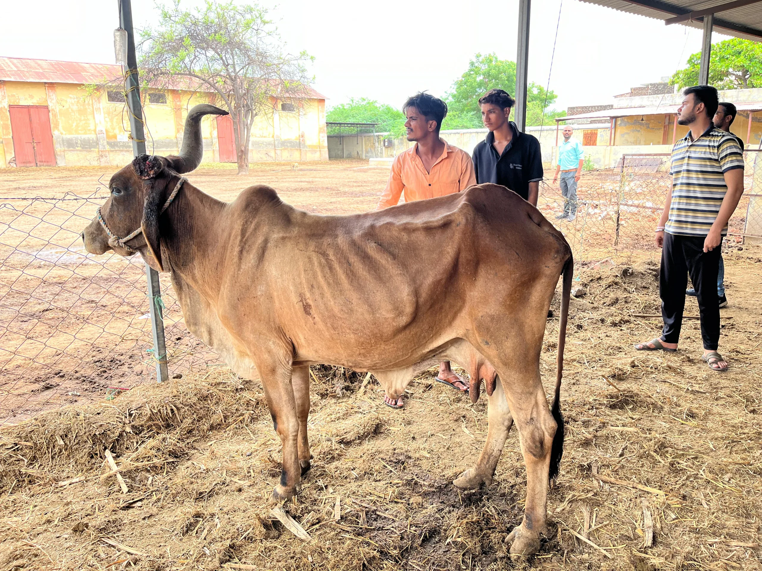 Rescued Gaumata Suffering From Cancer In Her Horn - Sewa Nyaya Utthan ...